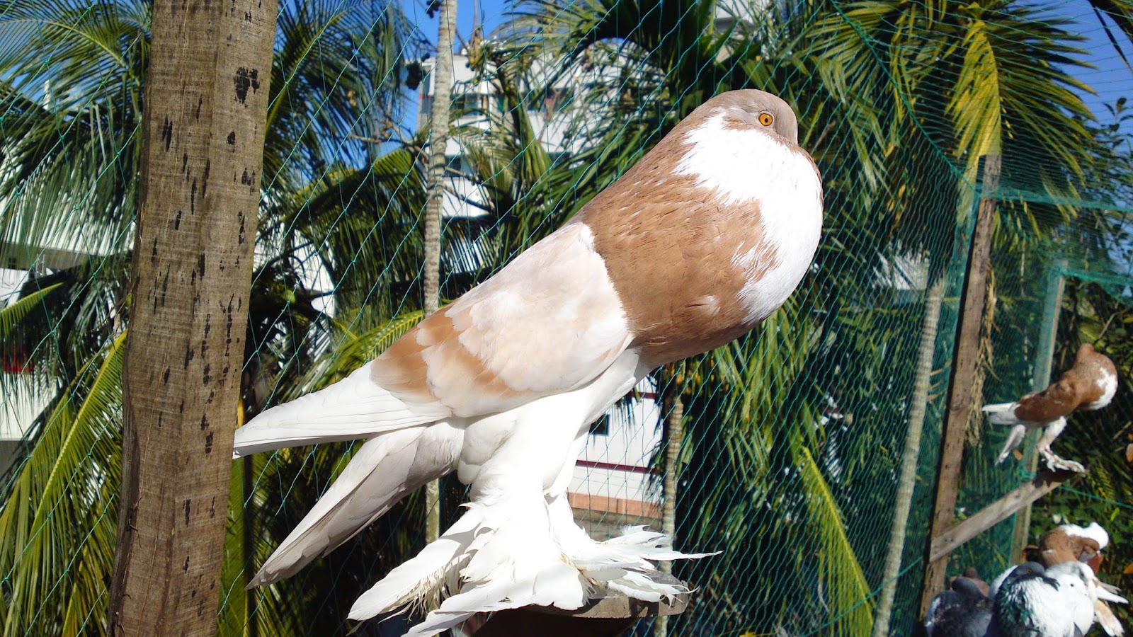 Pomeranian pouter | WELCOME TO PIGEON LOVERS