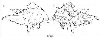 pan-Aves: dubna 2011