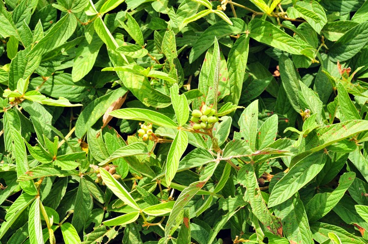 福星花園: 菲島佛來明豆