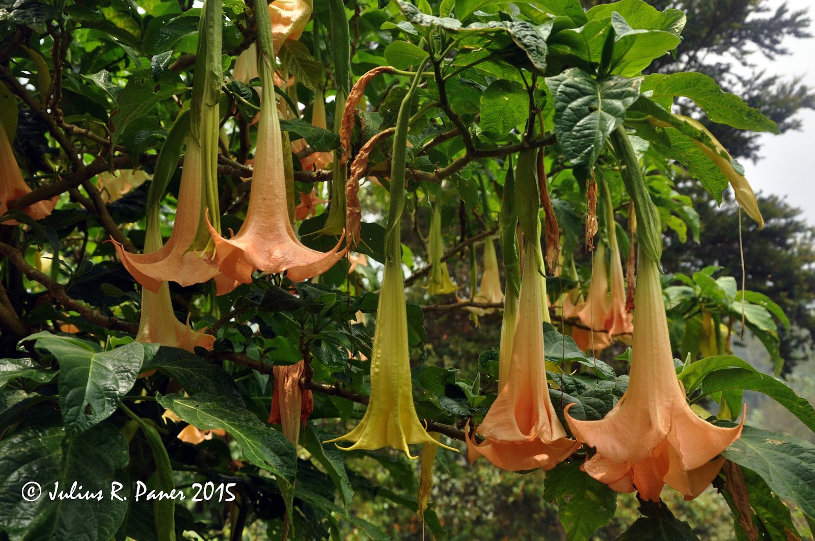 LOGSAC: A remarkable revisiting of the Tibolo Cultural Village