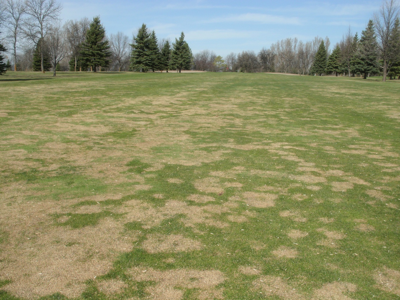 GFCC: Turfgrass Physiology and Pathology 101