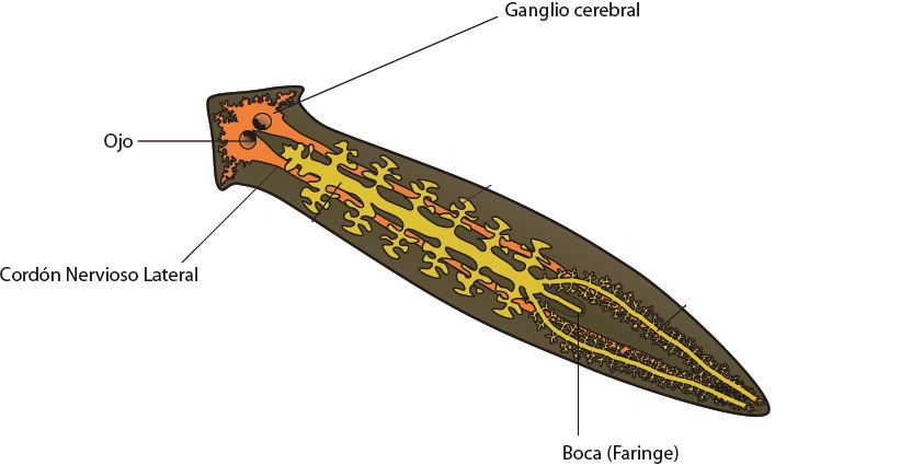 PrionicProtein: Platelmintos