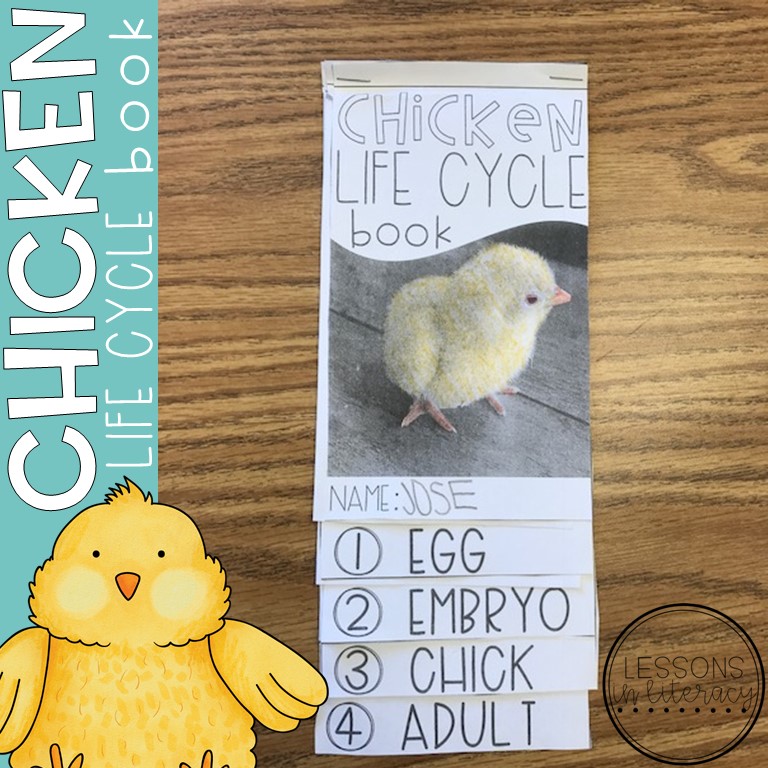 CHICKEN LIFE CYCLE - Lessons in Literacy