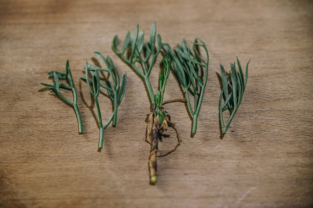 Forking Croatia: Motar, matar, petrovac