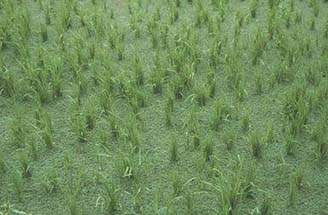 CYANOBACTERIA: NATURE’S OWN BIOFERTILIZER