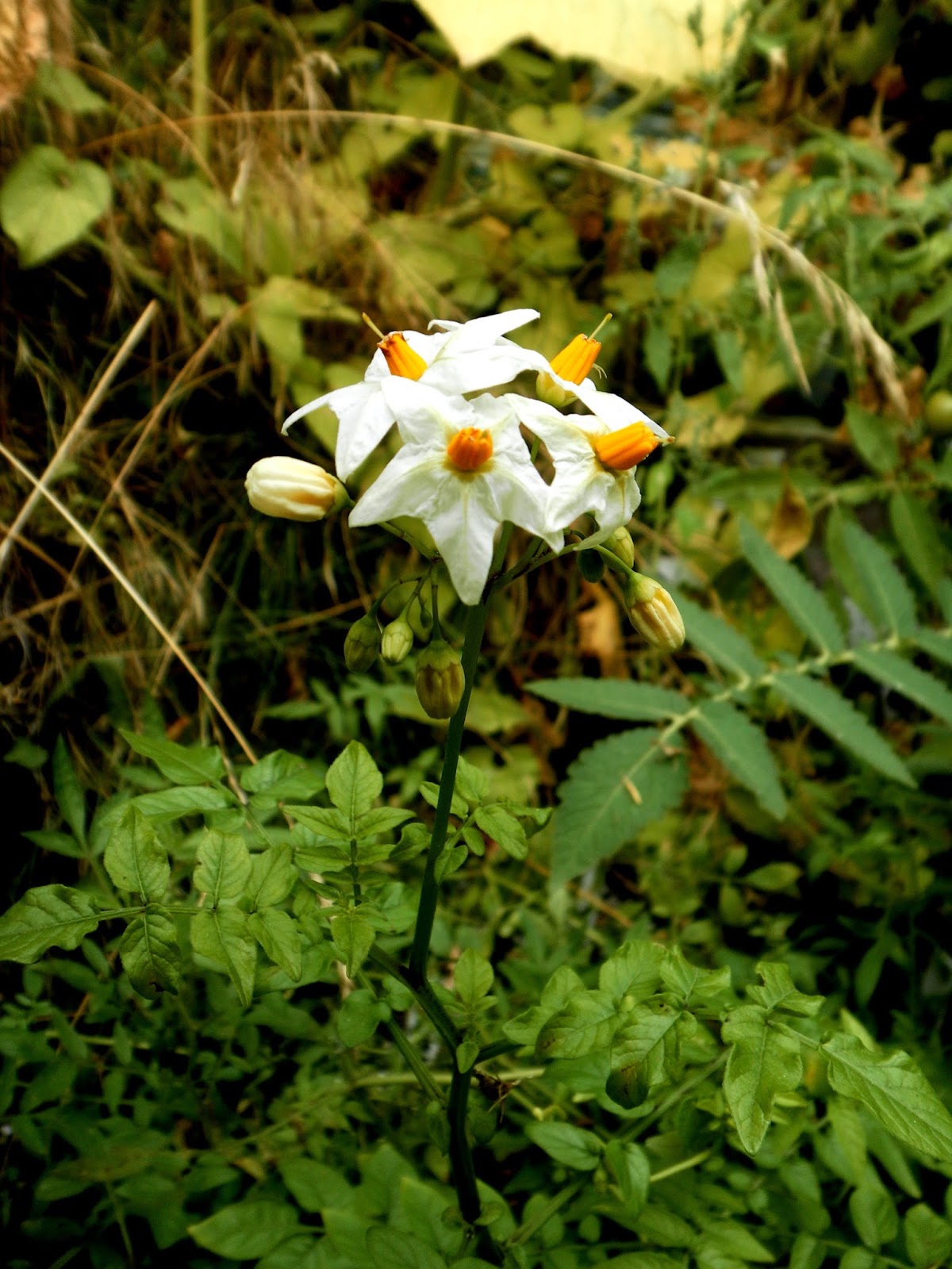 Scirpidiella's Plants: Wild Potatoes (Solanum sect. Petota)
