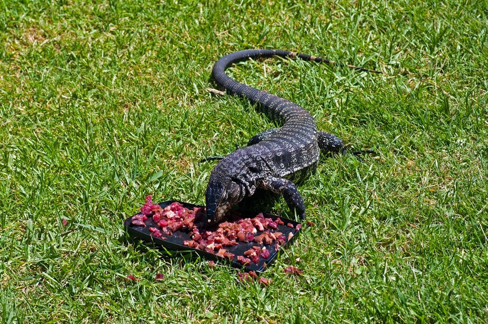 LebensArt Uruguay: Schwarz/weißer Teju