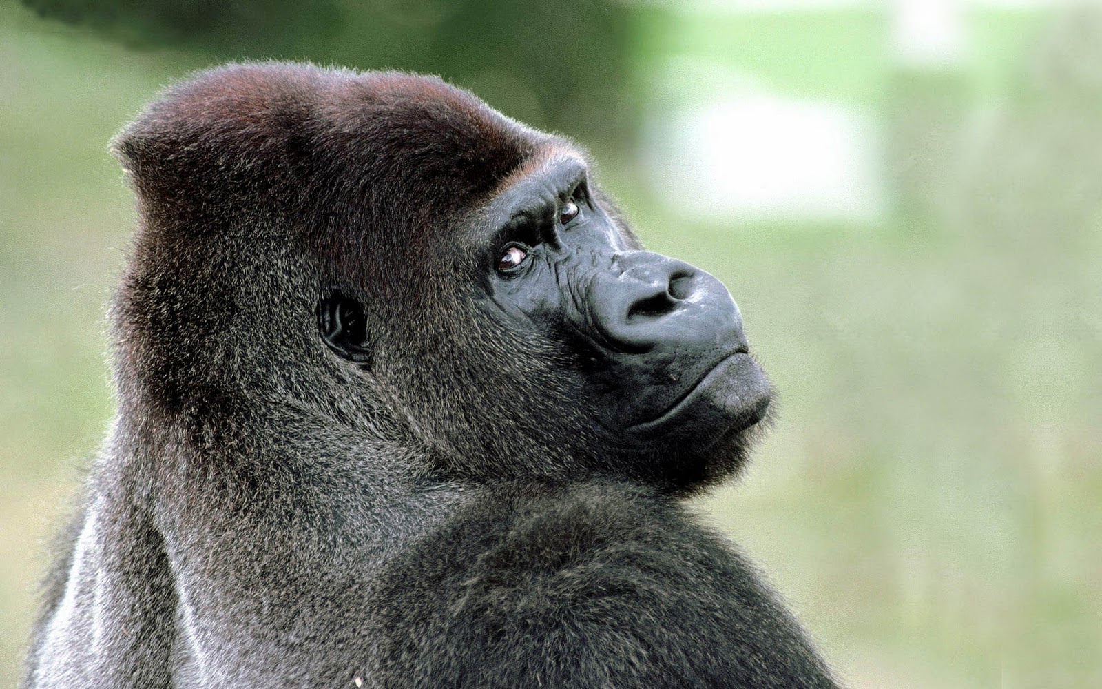 Apen Achtergronden | HD Wallpapers