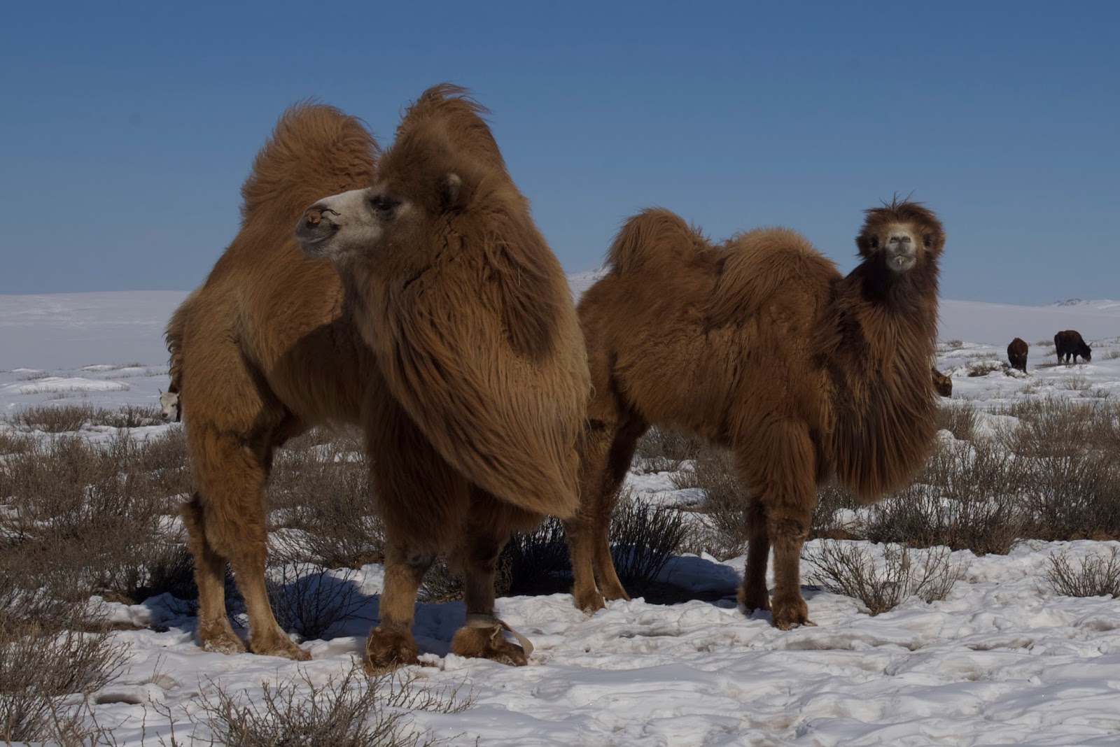 brommel: Camels in the snow