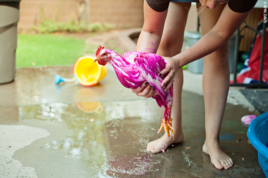 THE PINK CHICKEN: A DIY PROJECT – A Day in April