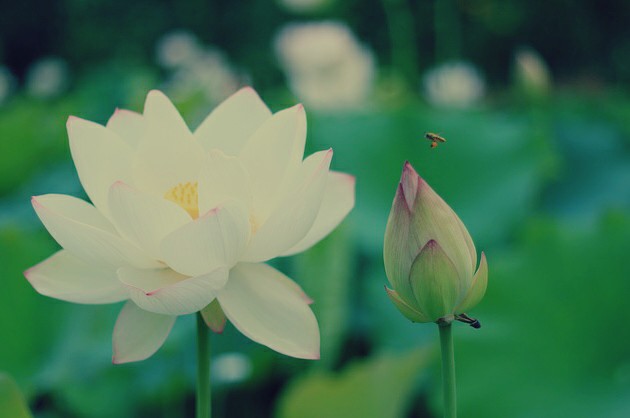 Gambar Bunga Teratai Yang Cantik | Kumpulan Gambar