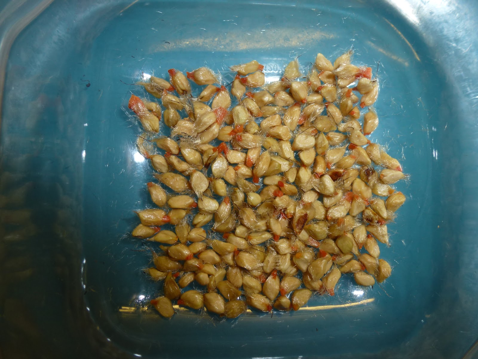 Mammaeco: Semi di rosa selvatica..un regalo dal bosco