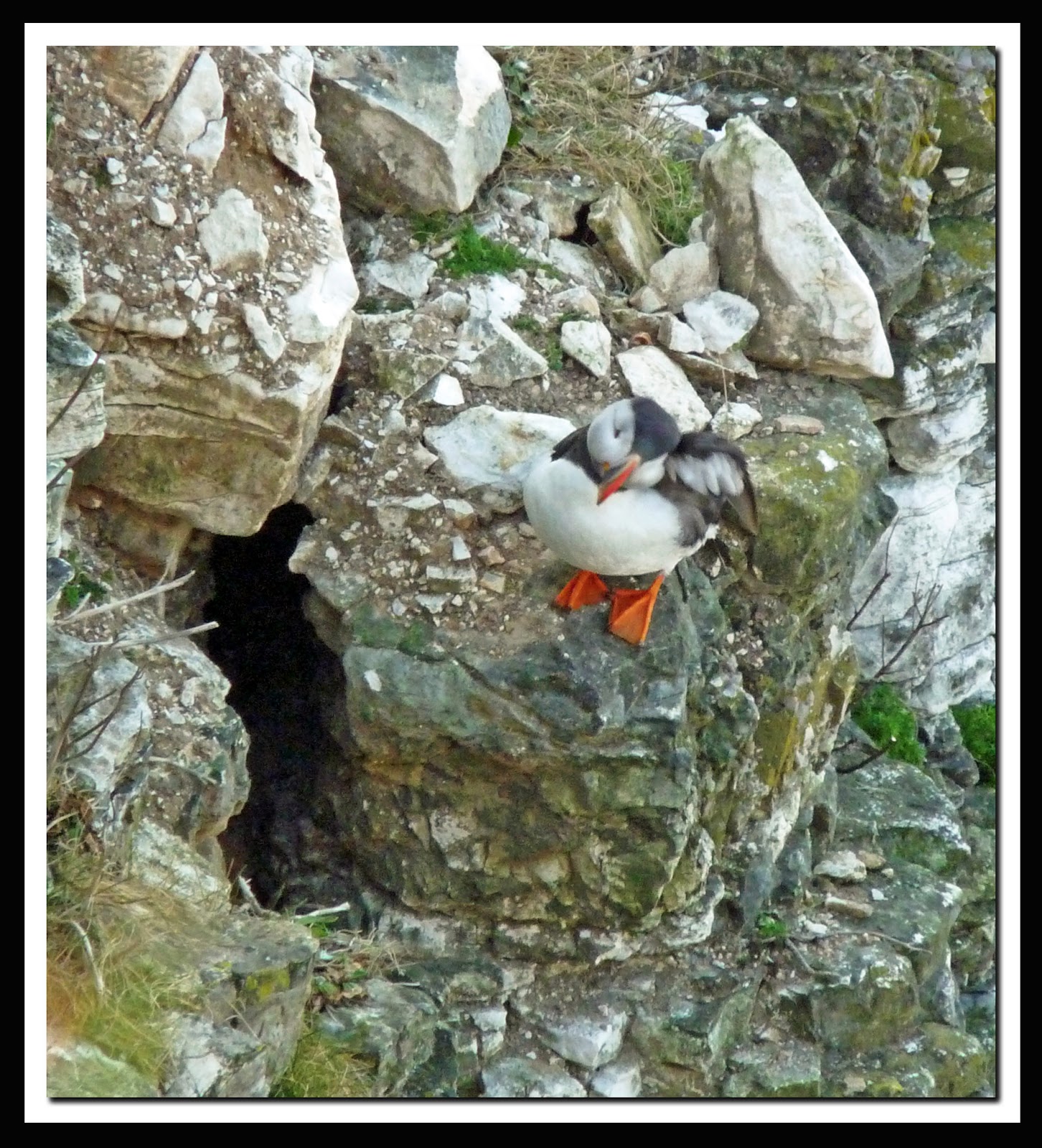 Wild and Wonderful: Beautiful Birds: Puffins at RSPB Bempton Cliffs