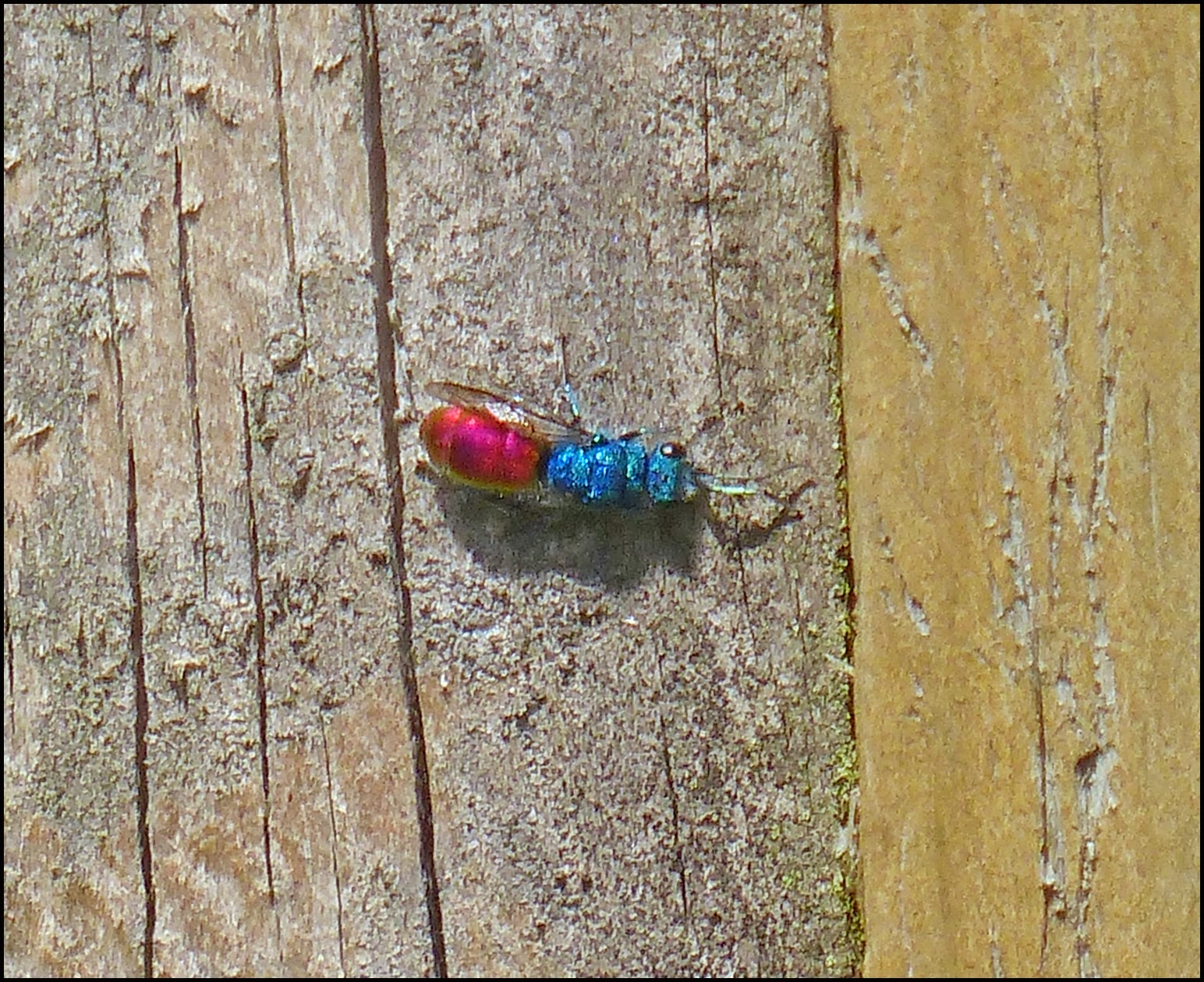 Wild and Wonderful: A Flash of Red Insects (Fire Bug, Ruby-tailed Wasp ...)