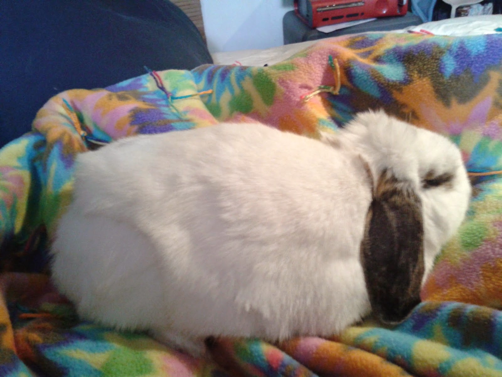 Jentle Soaps: Rabbit Files- Rabbit Diapers