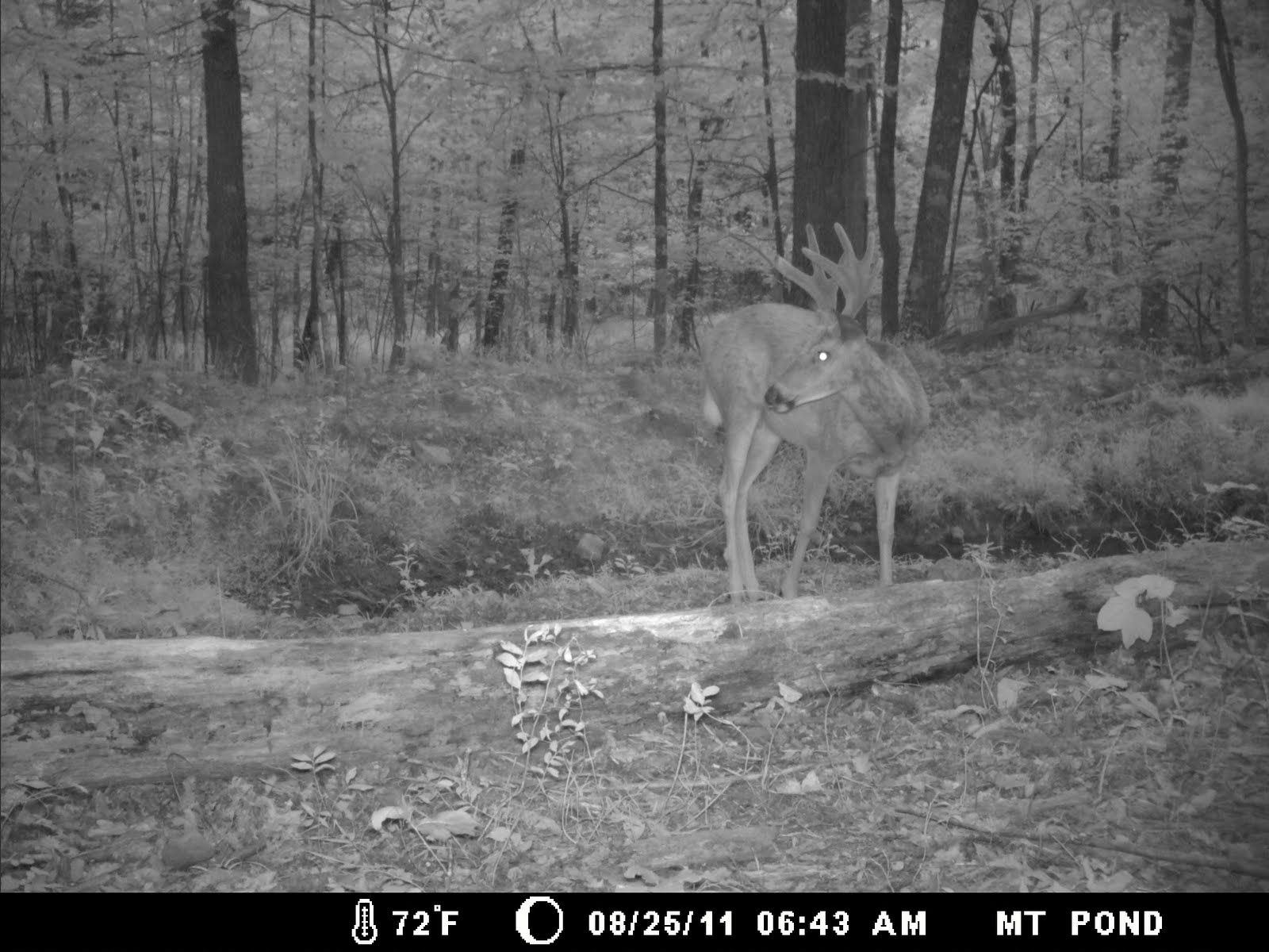 Massanutten Game Trails: Palmated Antler Buck
