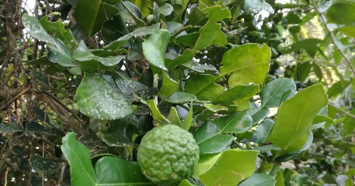 AceShooter6: CARA MENGURANGKAN BAU GETAH SKRAP SECARA CEPAT.