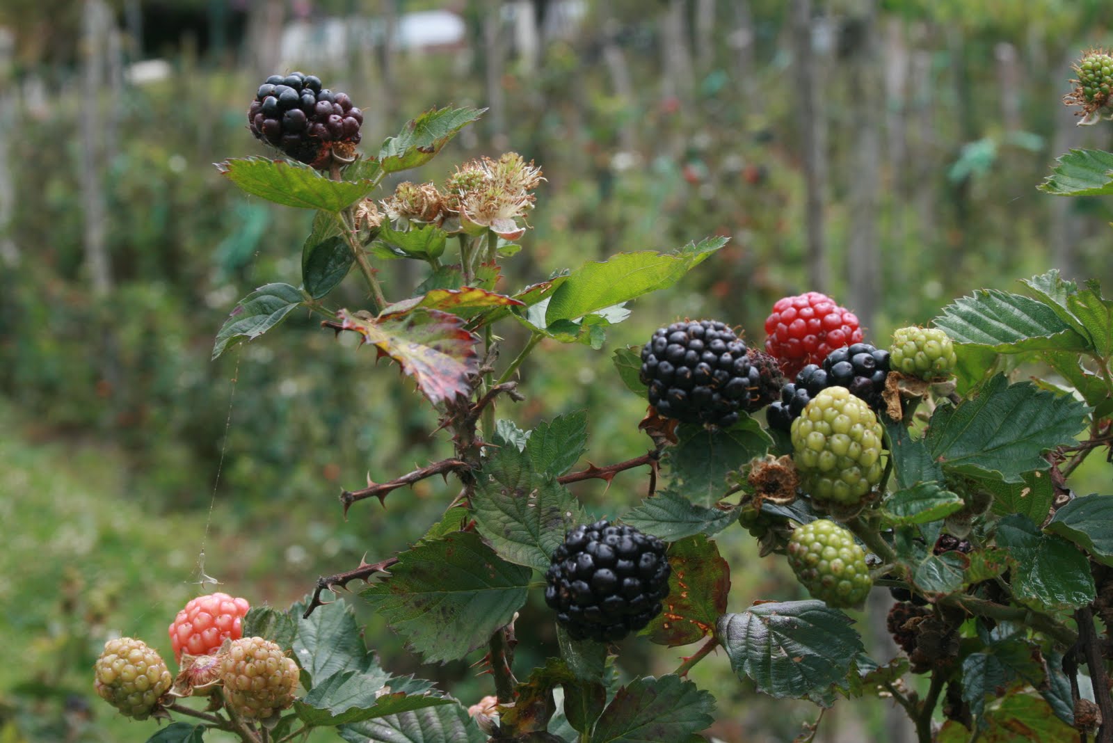 Blessed to be a Blessing: Mora Berry Picking