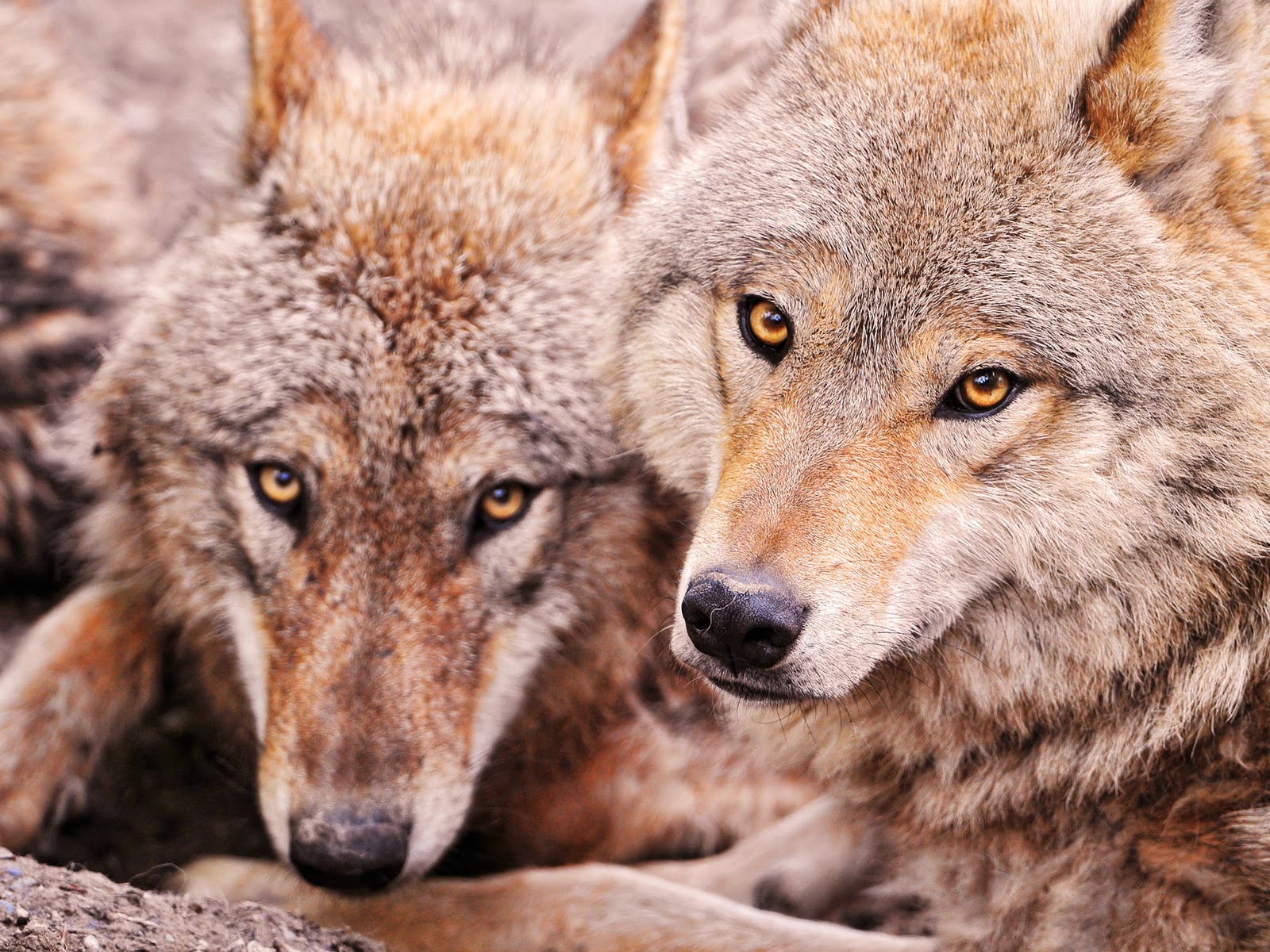 Beautiful Wolf Photography