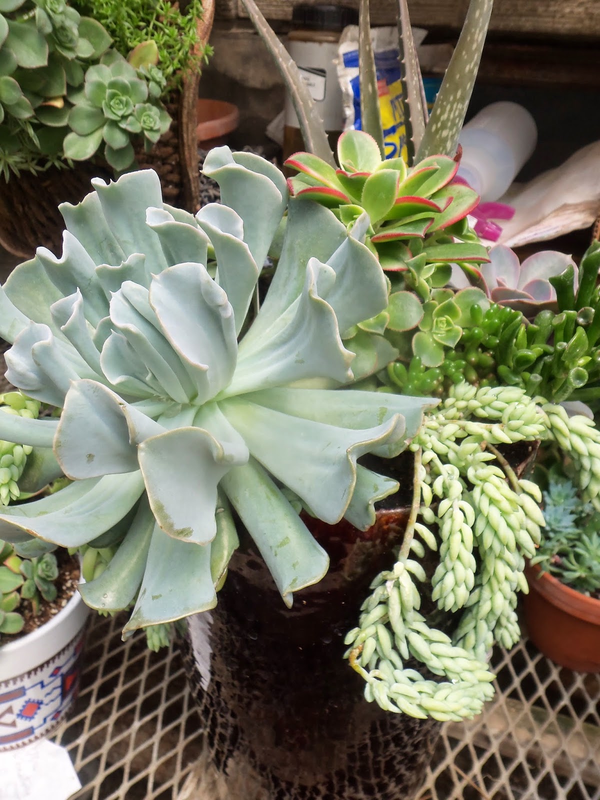 A Primitive Plot: Succulents at Graye's Greenhouse