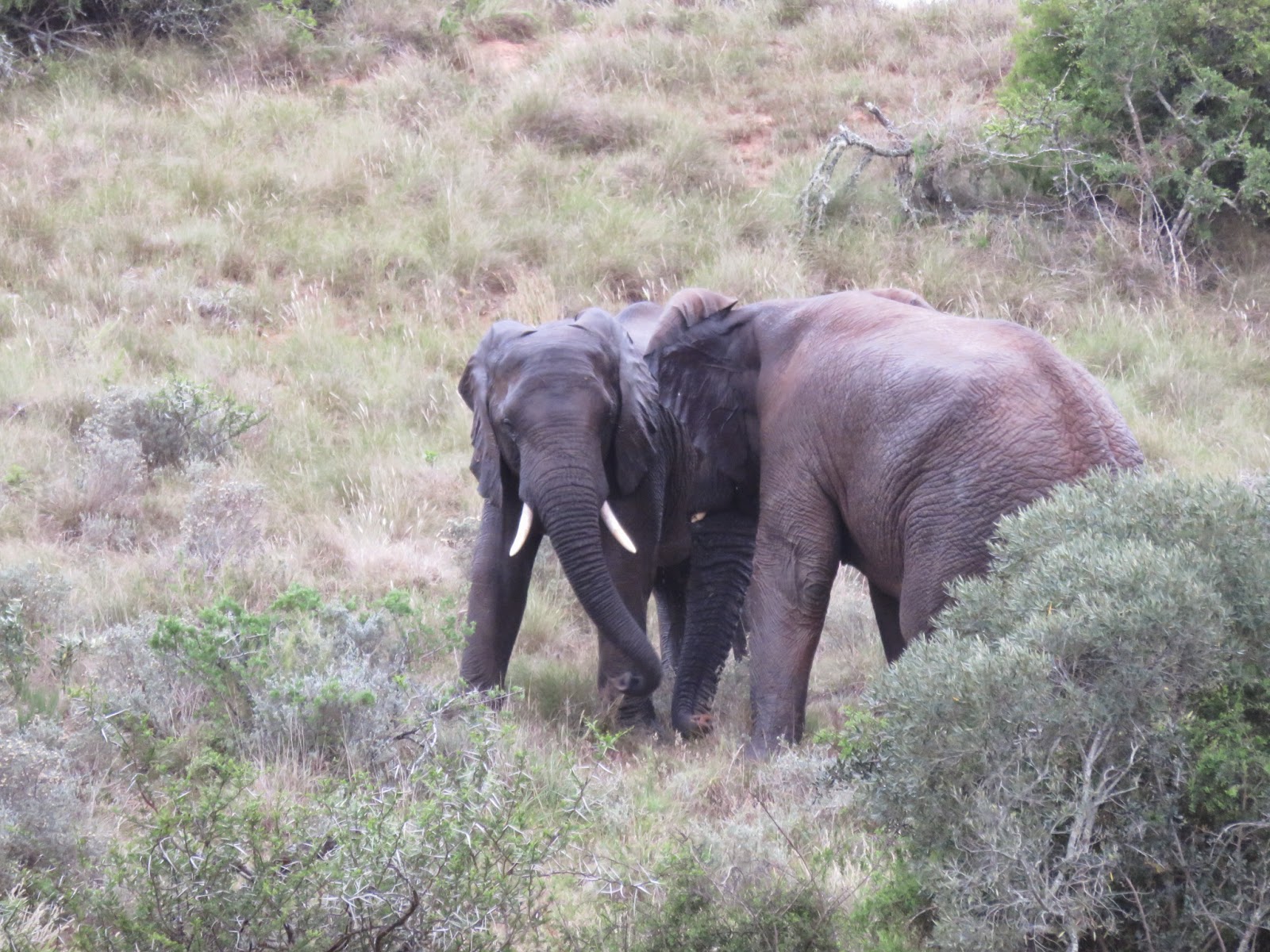 Chrisèl in Africa: Week 8 at Ulovane