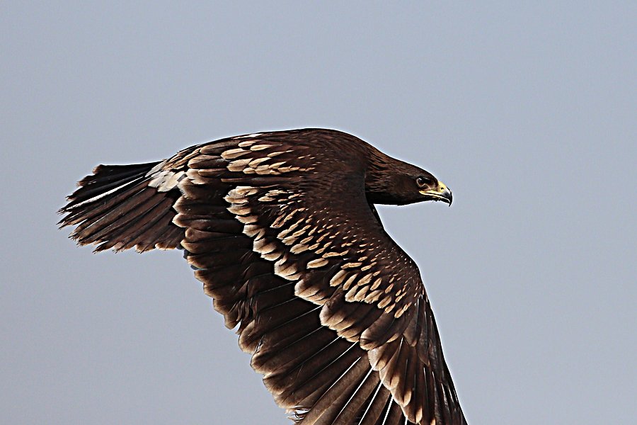 Birds of Saudi Arabia: Greater Spotted Eagles – Sabkhat Al Fasl