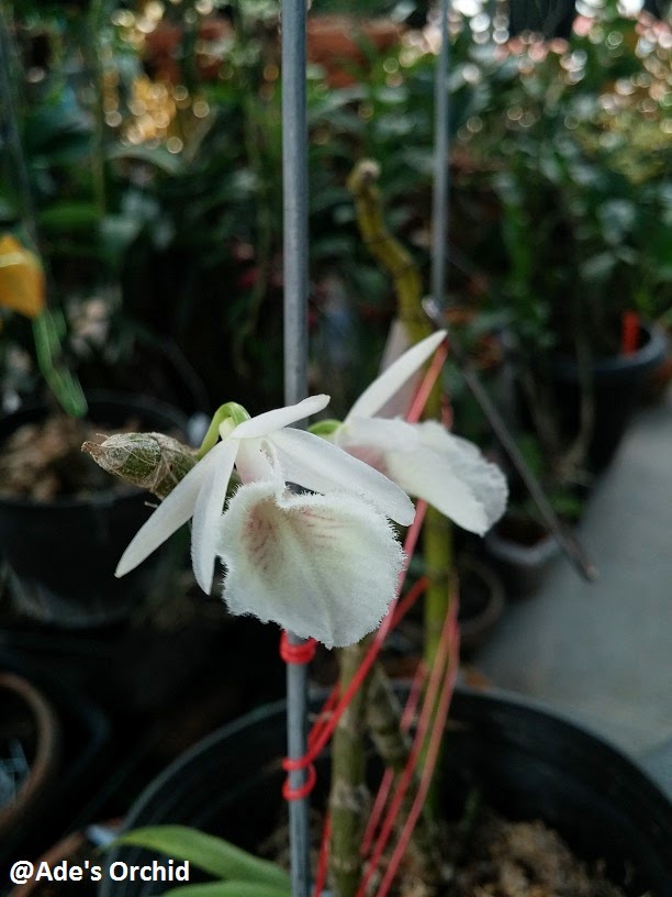 Ade's Orchid: Dendrobium parishii 'Alba'