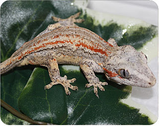 EL RINCON DE MOLIUS: Rhacodactylus Auriculatus o Gecko Gargola
