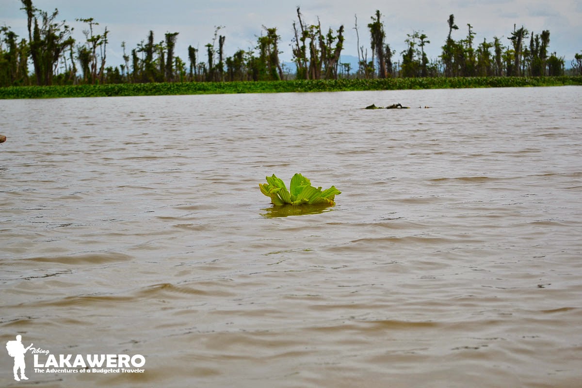Lakawero: AGUSAN MARSH WILDLIFE SANCTUARY: One Humbling Experience