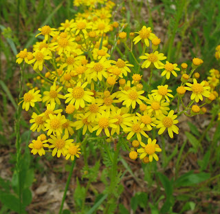 Using Georgia Native Plants: Aggressive Native Plants Have Their Place