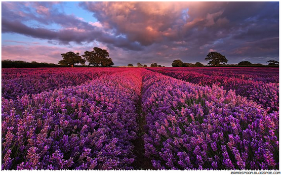 Menarik ! Keindahan Ladang Bunga Lavender Yang Menakjubkan. ~ zamrispoon