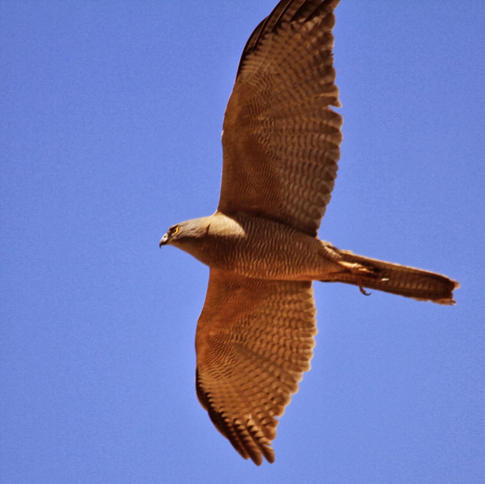 Richard Waring's Birds of Australia: Birds of Prey photos - Alice ...