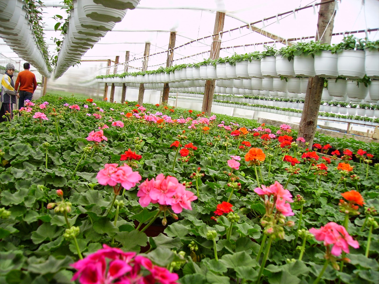 GRAFOR - FLORI SI PEISAGISTICA: Muscata zonala - Pelargonium zonale