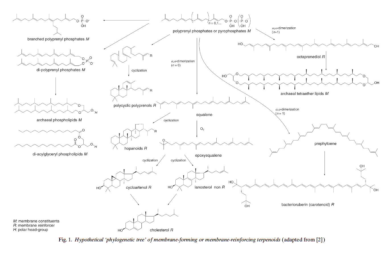 Hyperlipid: Polyprenyl derivatives at the origin of life