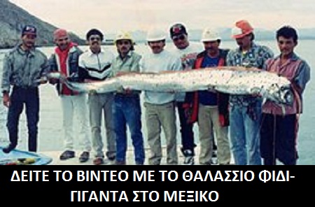 H.M.V: ΔΕΙΤΕ ΤΟ ΒΙΝΤΕΟ ΜΕ ΤΟ ΘΑΛΑΣΣΙΟ ΦΙΔΙ-ΓΙΓΑΝΤΑ ΣΤΟ ΜΕΞΙΚΟ