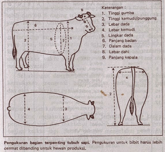 Ukuran Tubuh sebagai Indikator Penilaian Produktifitas Ternak - Sekilas ...