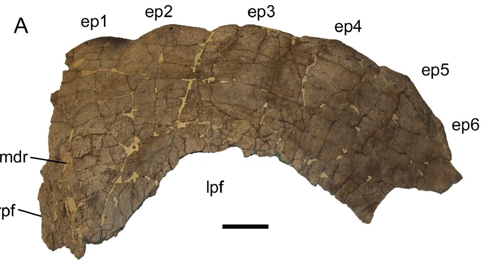 Sciency Thoughts: Torosaurus latus: A new specimen from the End ...