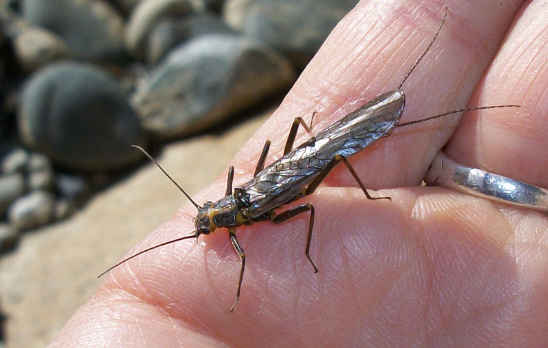Jon Baiocchi Fly Fishing News: Skwala Stoneflies Are Starting to Hatch ...