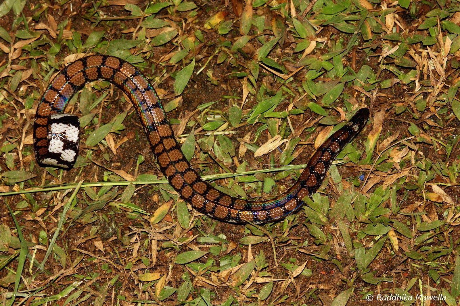 Lanka Nature Summary: Sri Lankan Pipe Snake (Cylindrophis maculatus)