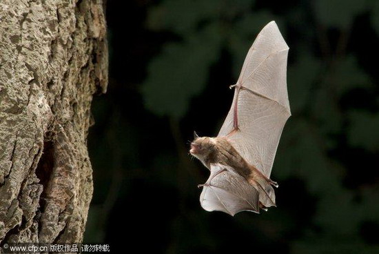 Variety of Life: Myotis
