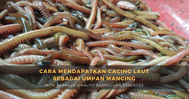 Cara Mendapatkan Cacing Laut Sebagai Umpan Mancing ~ Barracuda Store