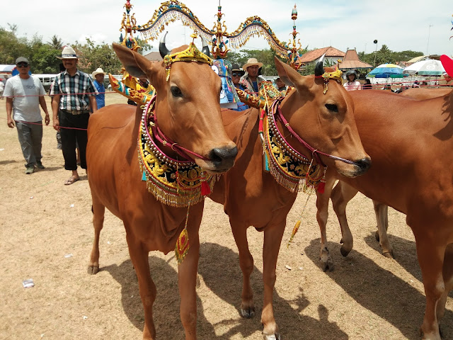 Festival Sapi Sono’, Kontes Sapi Hias Asli Pamekasan