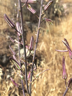 Wildwood Wildflowers