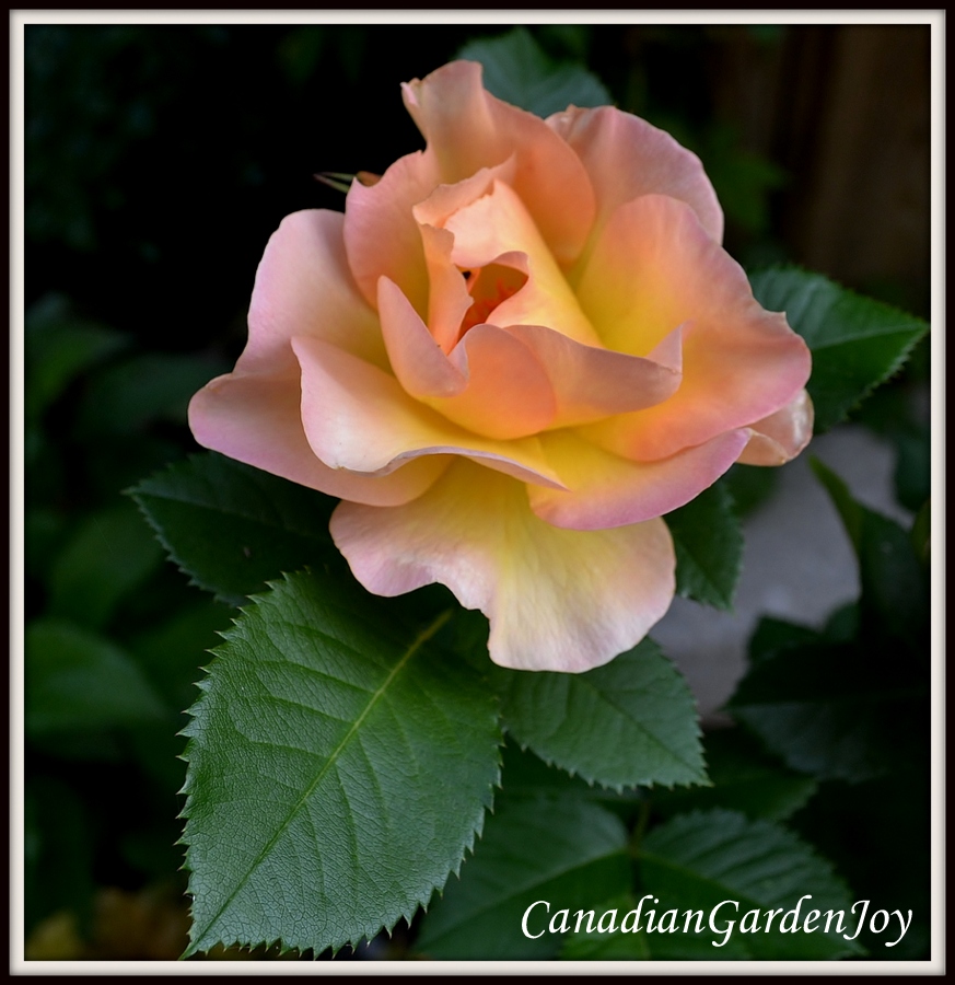 CanadianGardenJoy: Roses and running colours ....