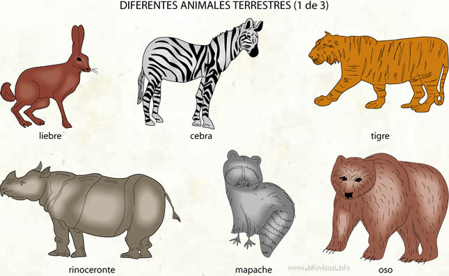 animales terrestres. | diversidad de animales.