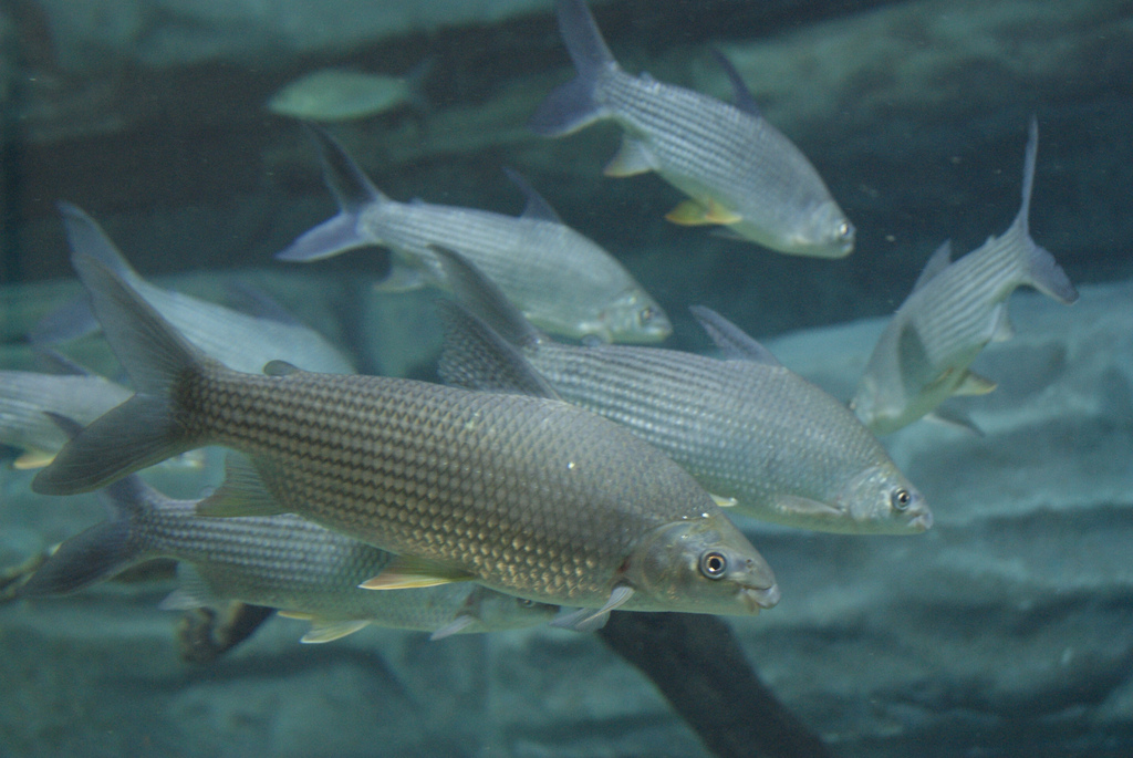 No Mar Profundo: Piau Verdadeiro - Leporinus obtusidens