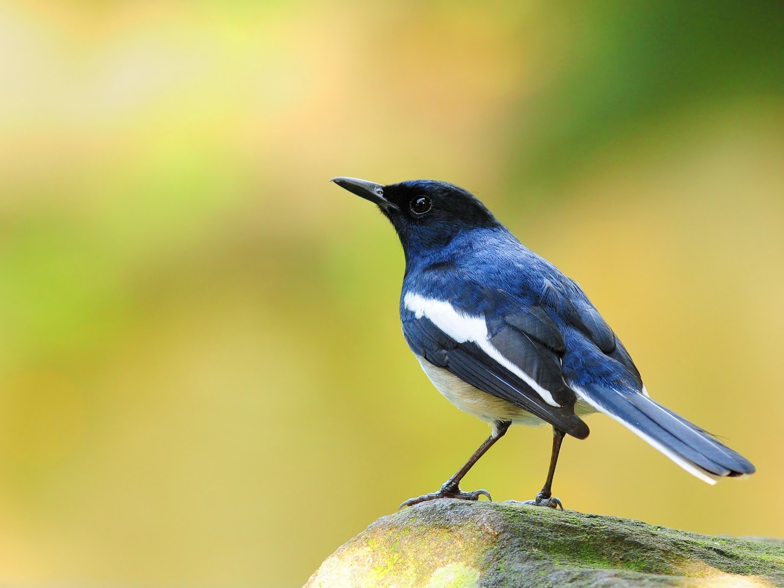Burung Kacer - Oriental Magpie-Robin (Copsychus saularis) - Ryan Maigan ...