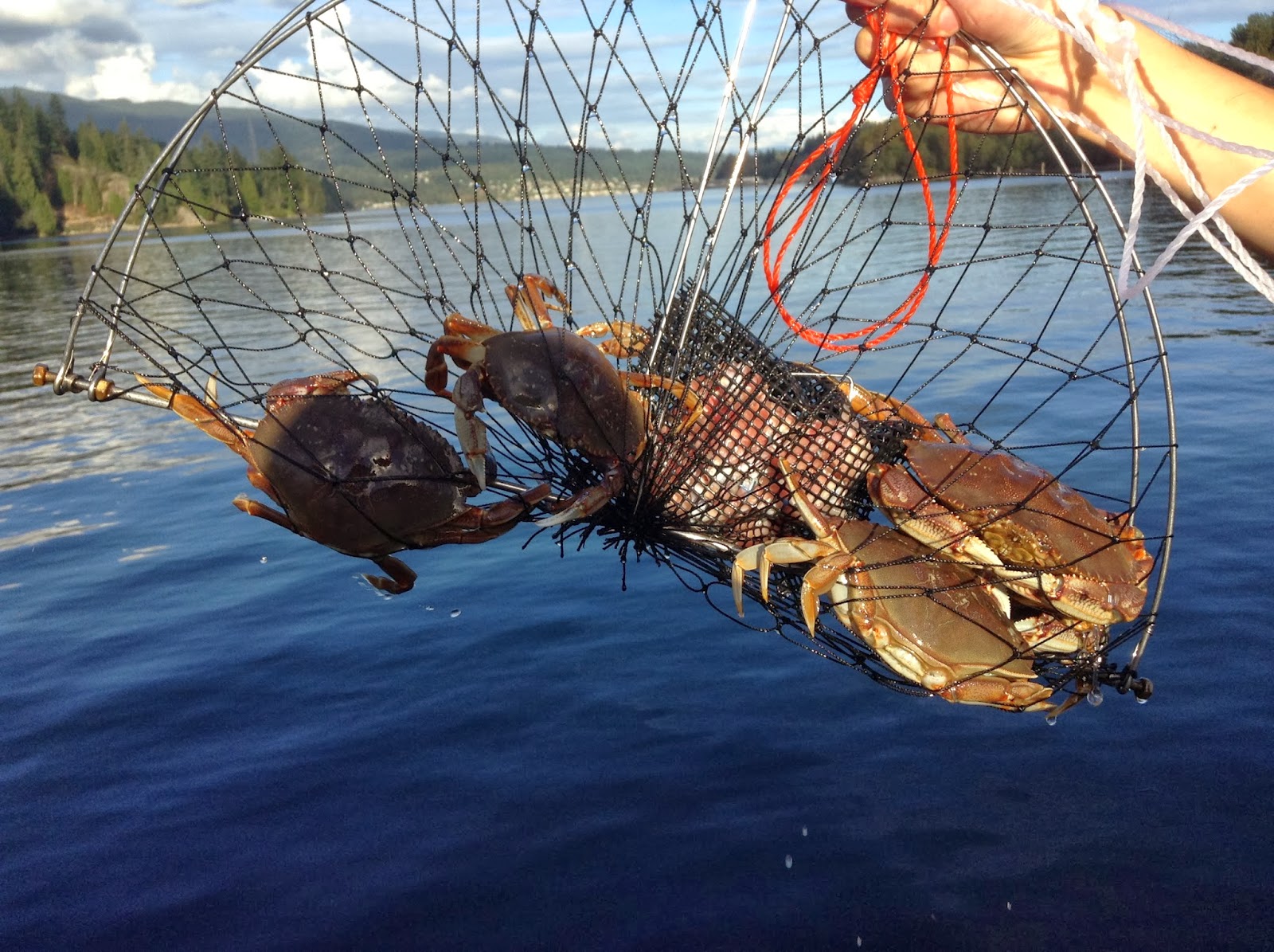 Japanese Bento & Food, Canadian Life and Chihuahua: Lots of Crab ...