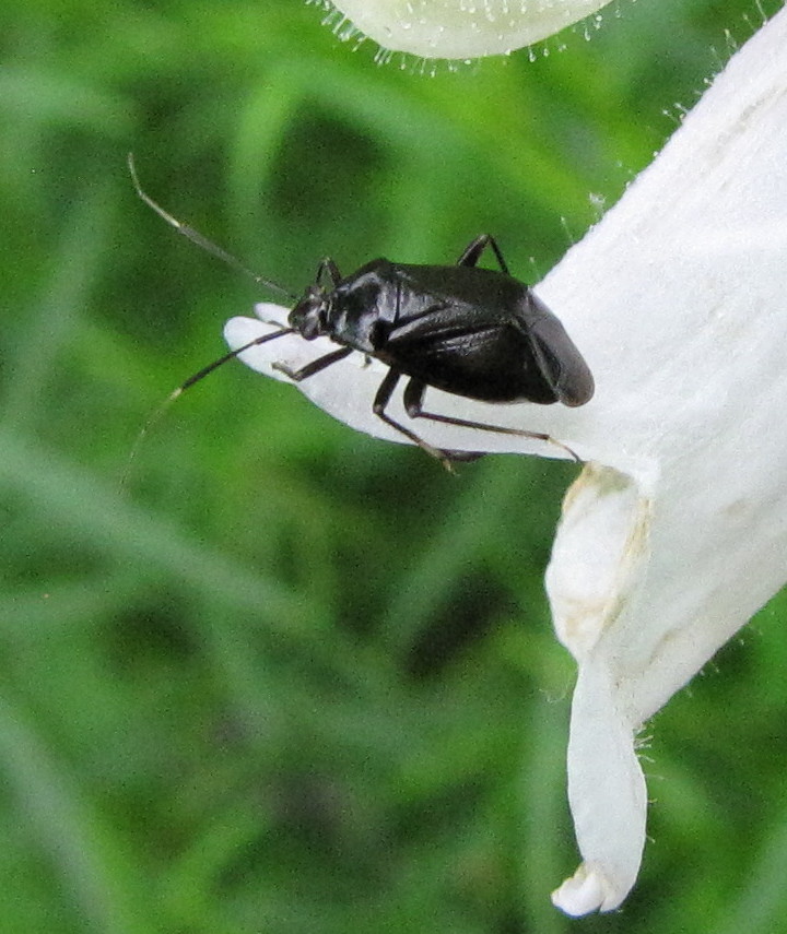 Bug Eric: True Bug Tuesday: Mirid plant bug