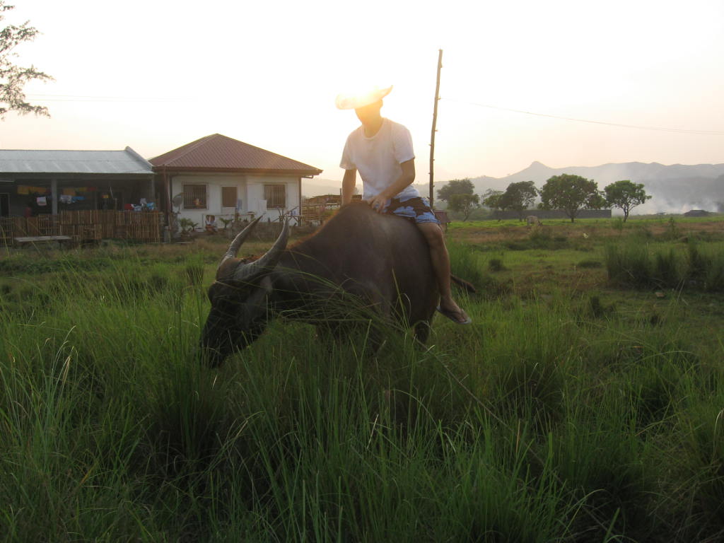 Riding a Carabao ~ The Coconuter